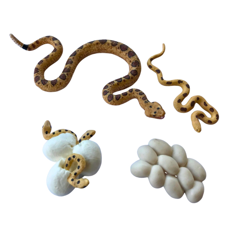 ANIMAL LIFE - Životní cyklus - Had :: Hračkolka