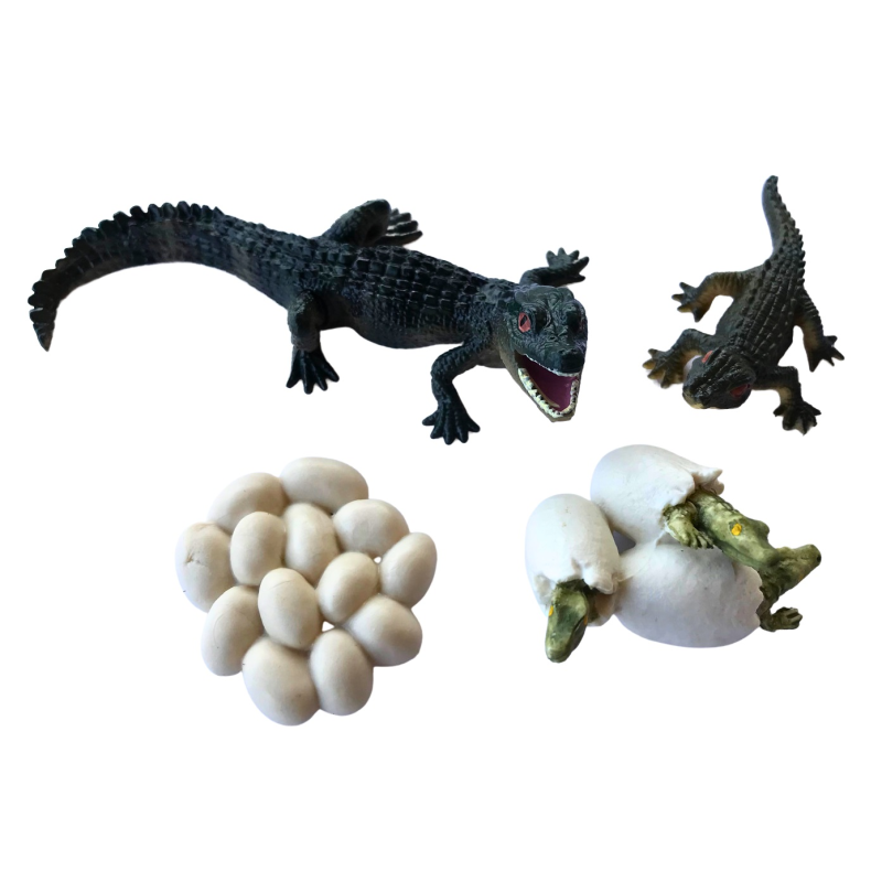ANIMAL LIFE - Životní cyklus - Krokodýl :: Hračkolka